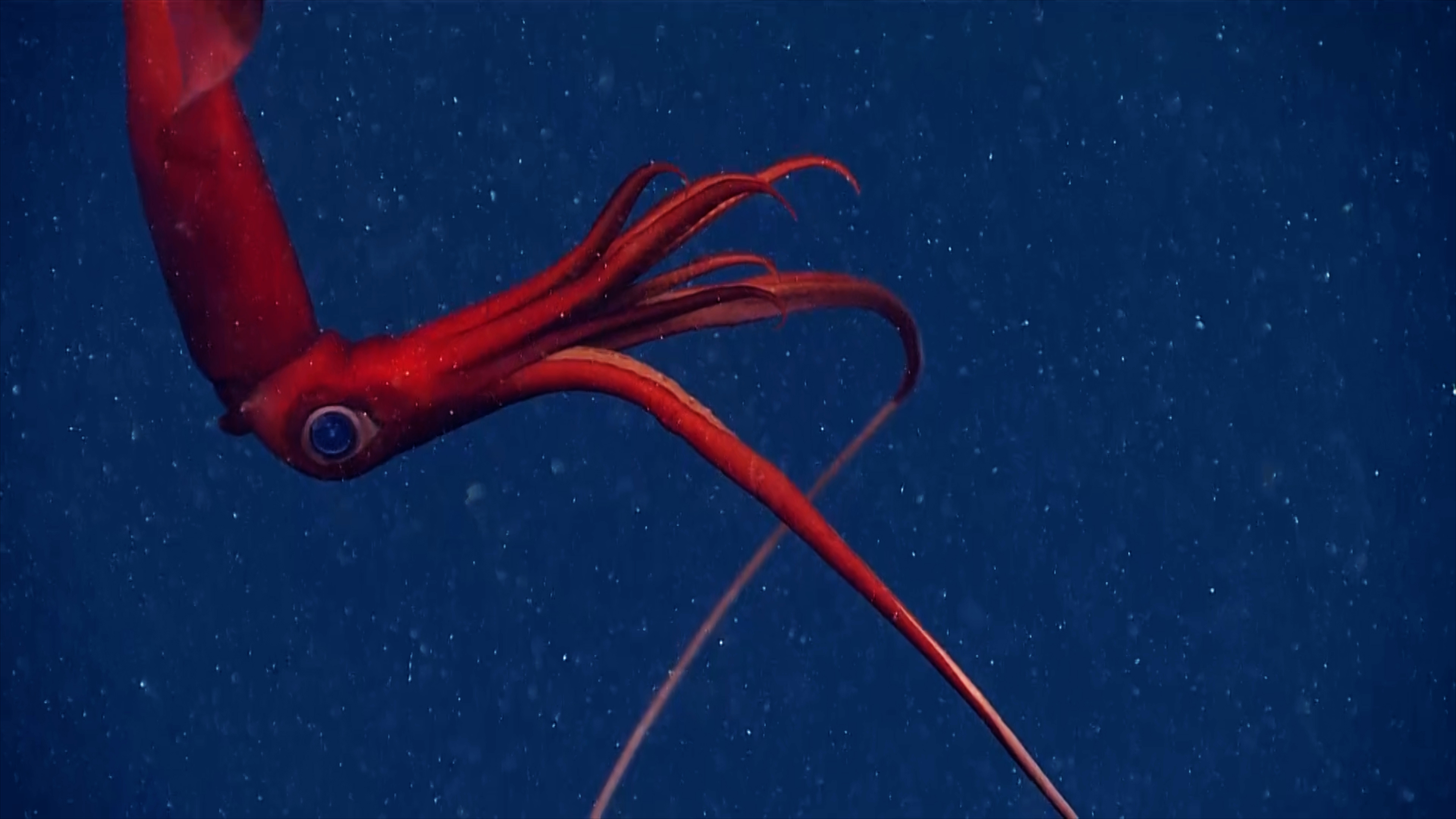 5 Squid You’ll Only See in the Deep Sea – Tidewater Teddy
