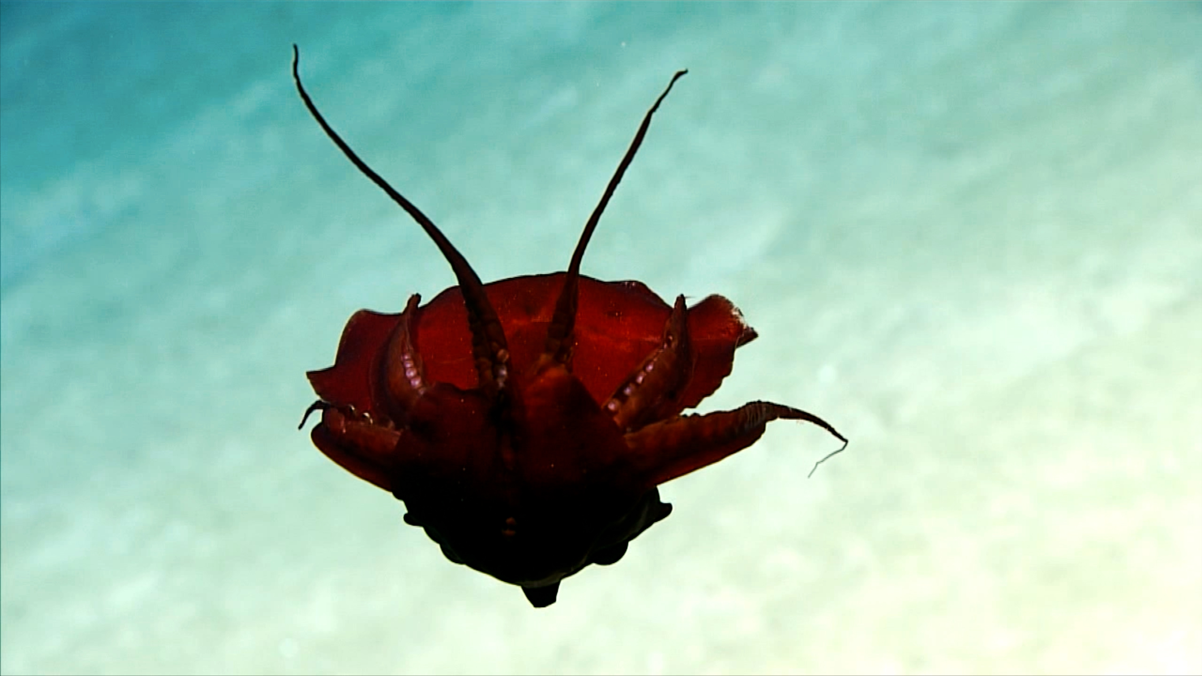 5 Squid You’ll Only See in the Deep Sea – Tidewater Teddy