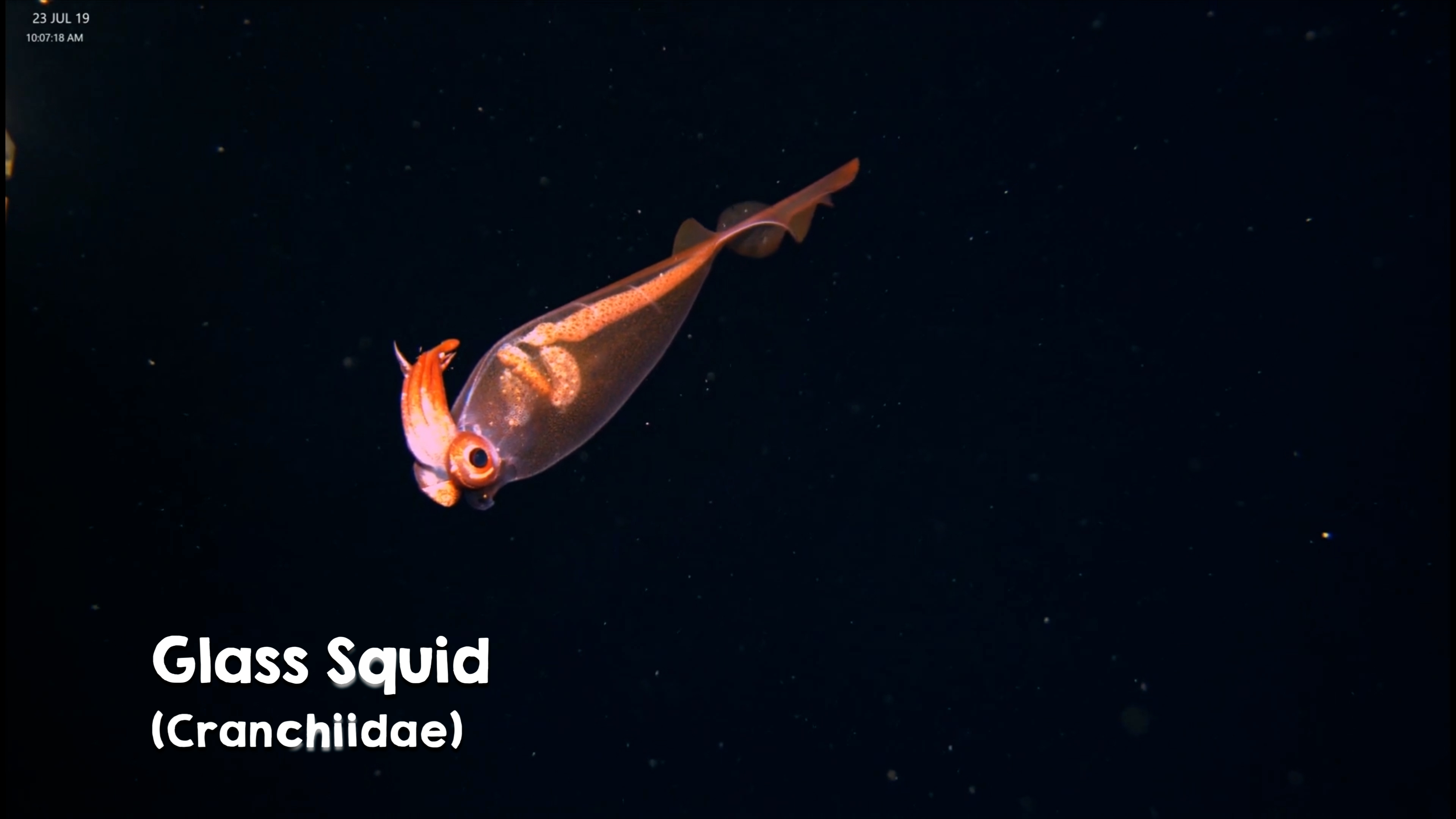 5 Squid You’ll Only See in the Deep Sea – Tidewater Teddy