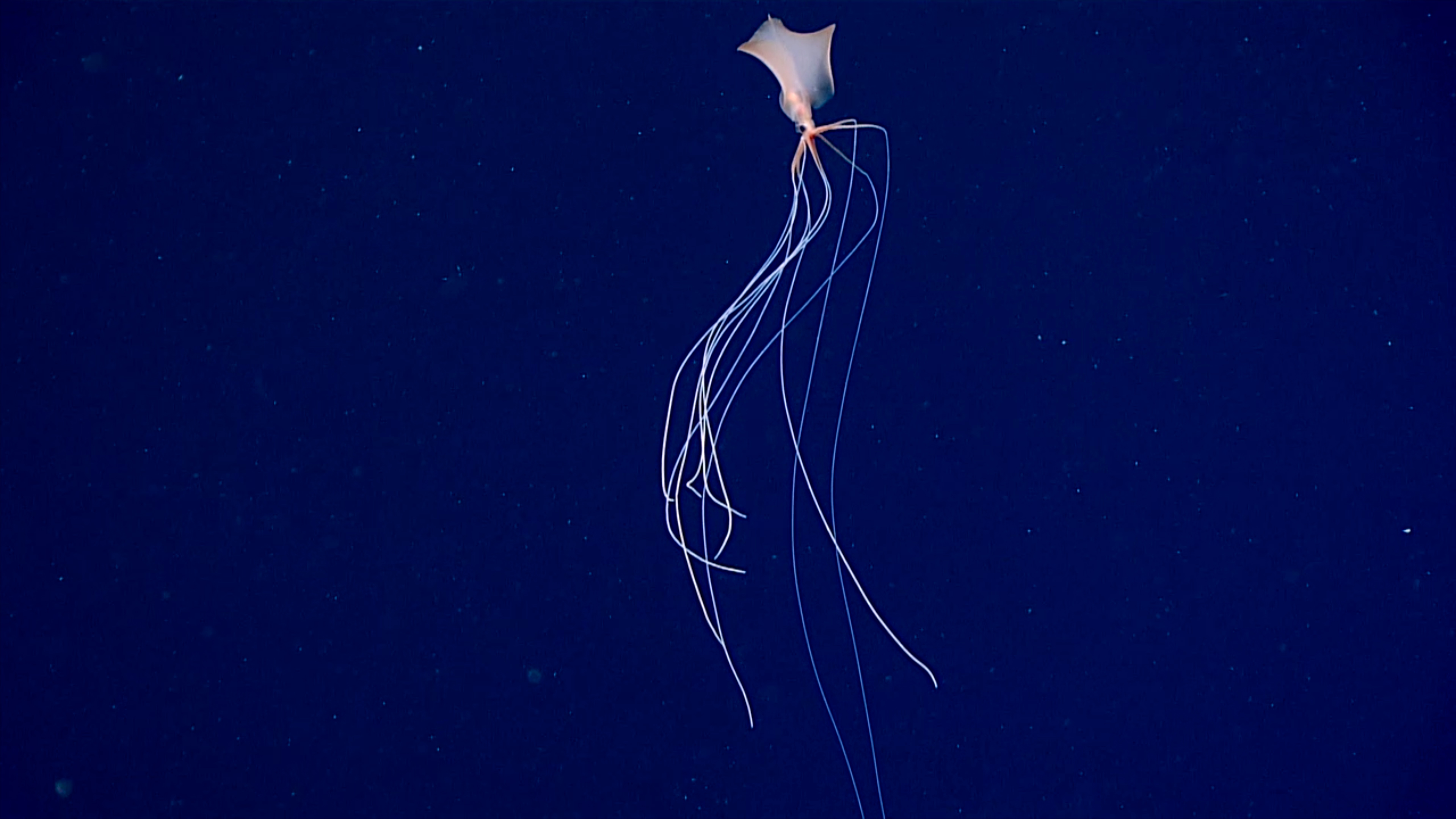5 Squid You’ll Only See in the Deep Sea – Tidewater Teddy