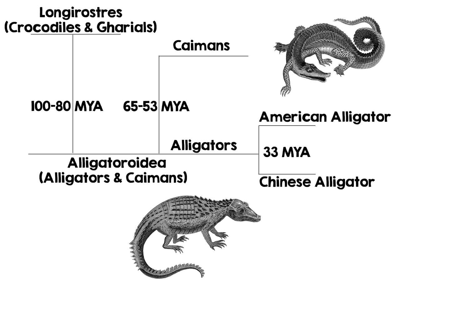 Alligator Populations: America vs China – Tidewater Teddy