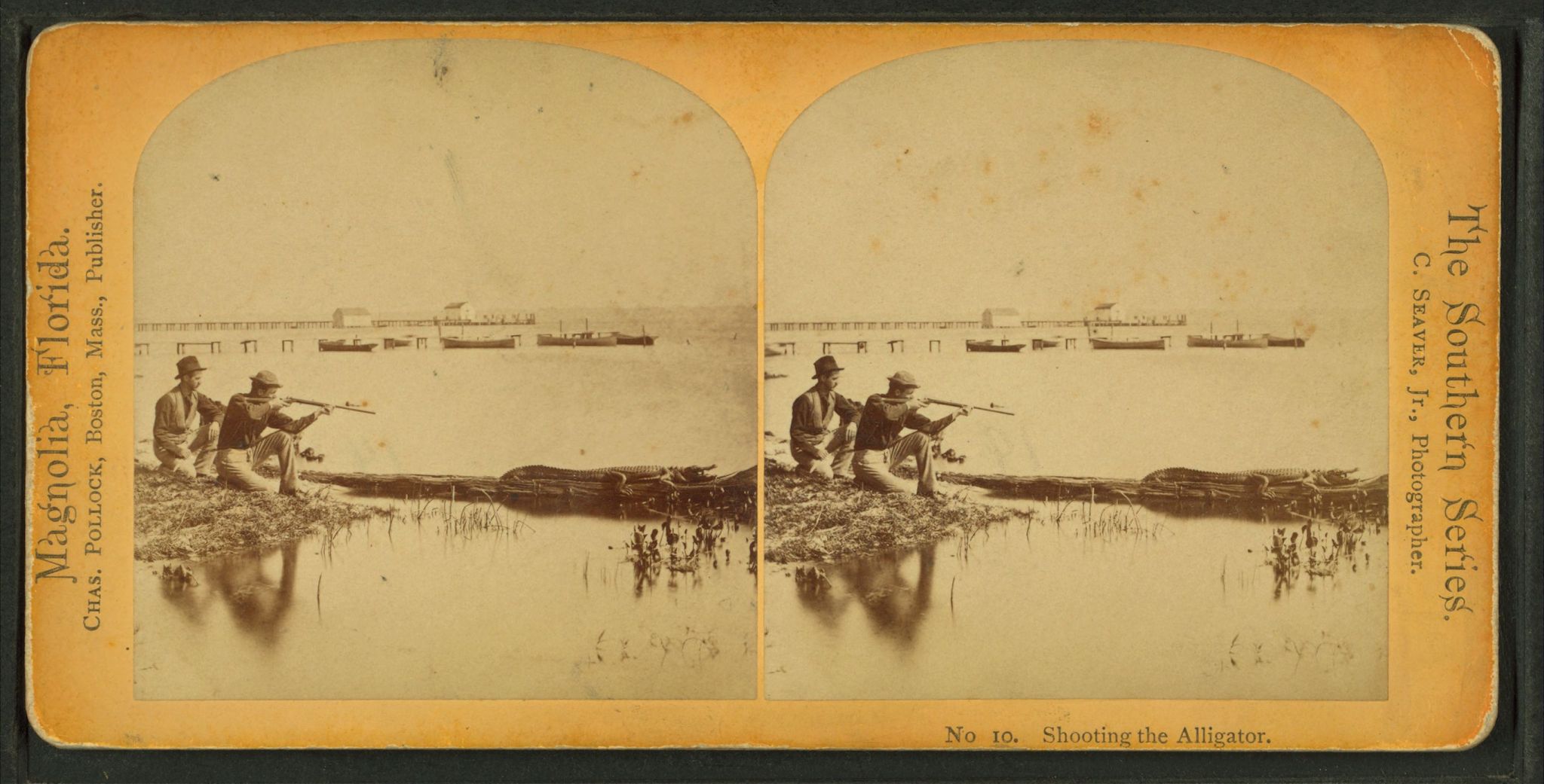Alligator Populations: America vs China – Tidewater Teddy
