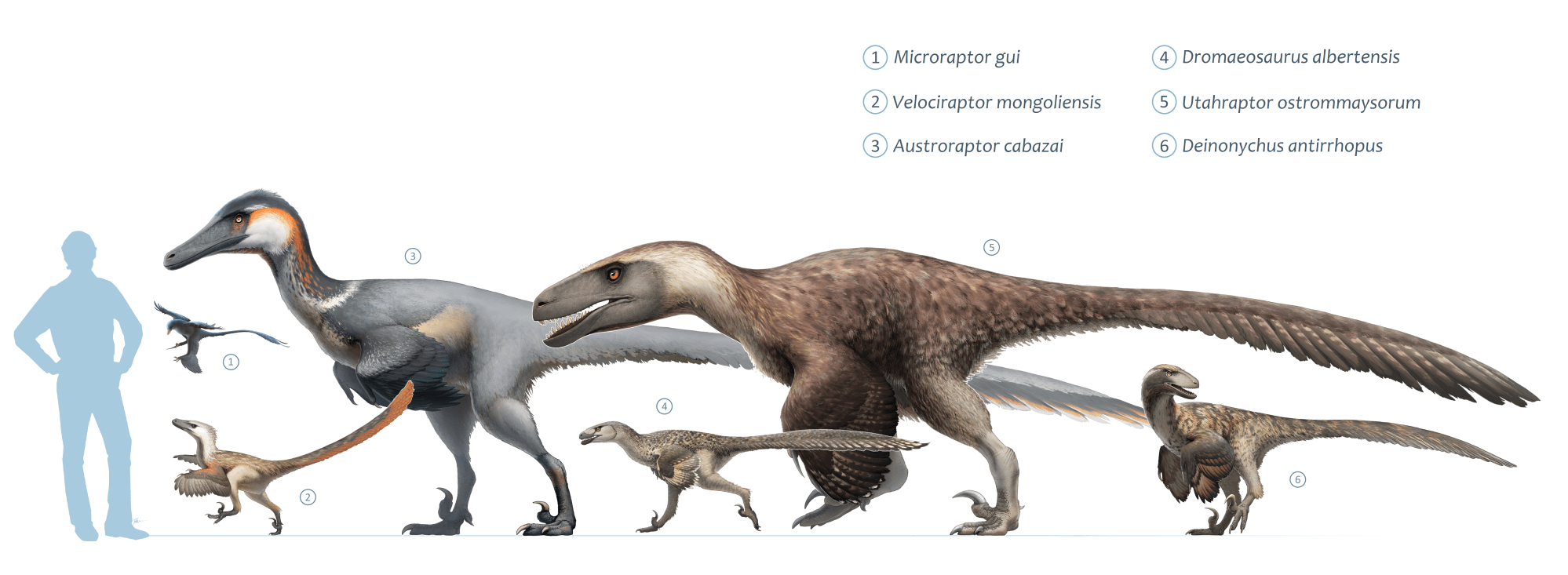 Is Velociraptor the Ancestor of Today’s Birds? – Tidewater Teddy