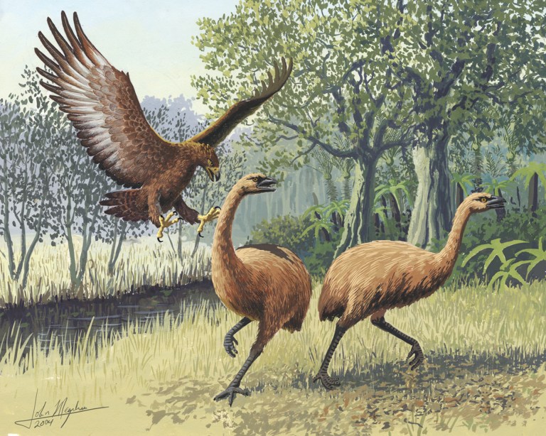 Is Velociraptor the Ancestor of Today’s Birds? – Tidewater Teddy