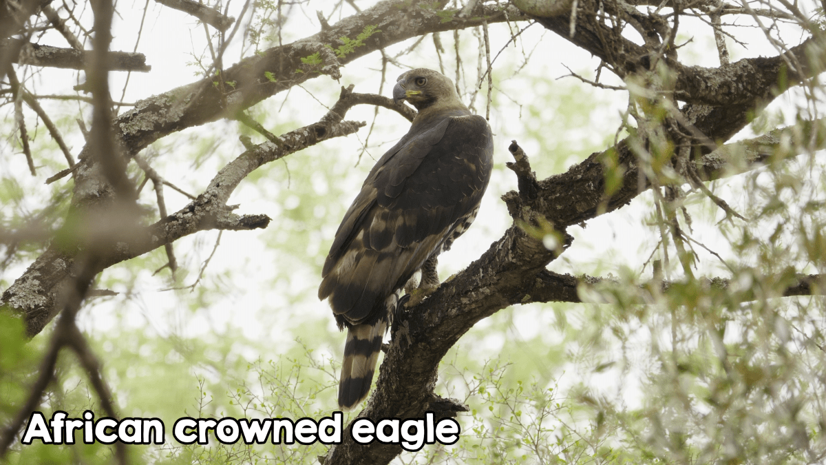 Is Velociraptor the Ancestor of Today’s Birds? – Tidewater Teddy