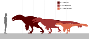 Is Velociraptor the Ancestor of Today’s Birds? – Tidewater Teddy