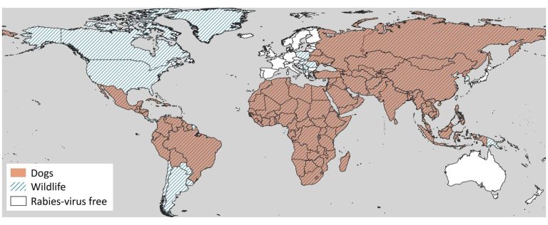 Countries That Have Eradicated Rabies – Tidewater Teddy