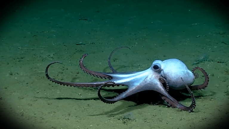 1 Hour of Deep Sea Creatures with Dark, Moody Music – Tidewater Teddy